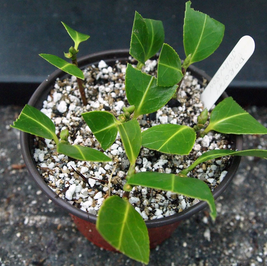 Semi ripe Camellia cuttings